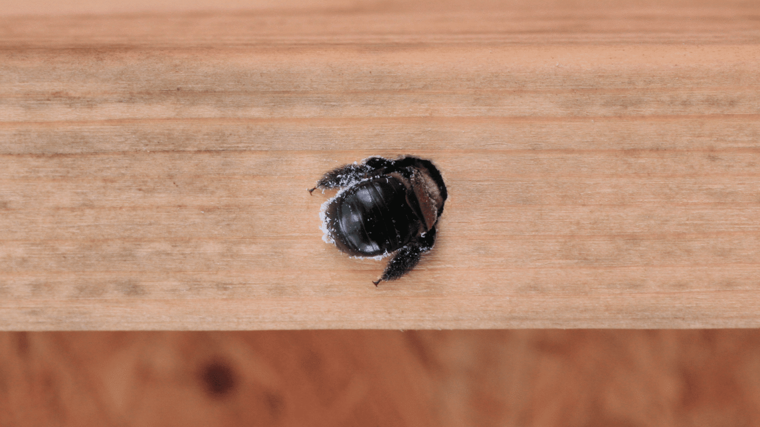 Carpenter Bees - Steel City Pests