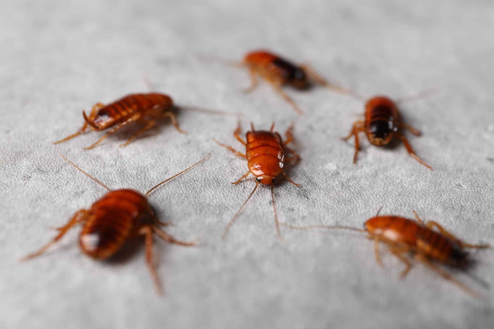 The Uninvited Holiday Pest: How to Stop Roaches in Alabama - Steel City ...